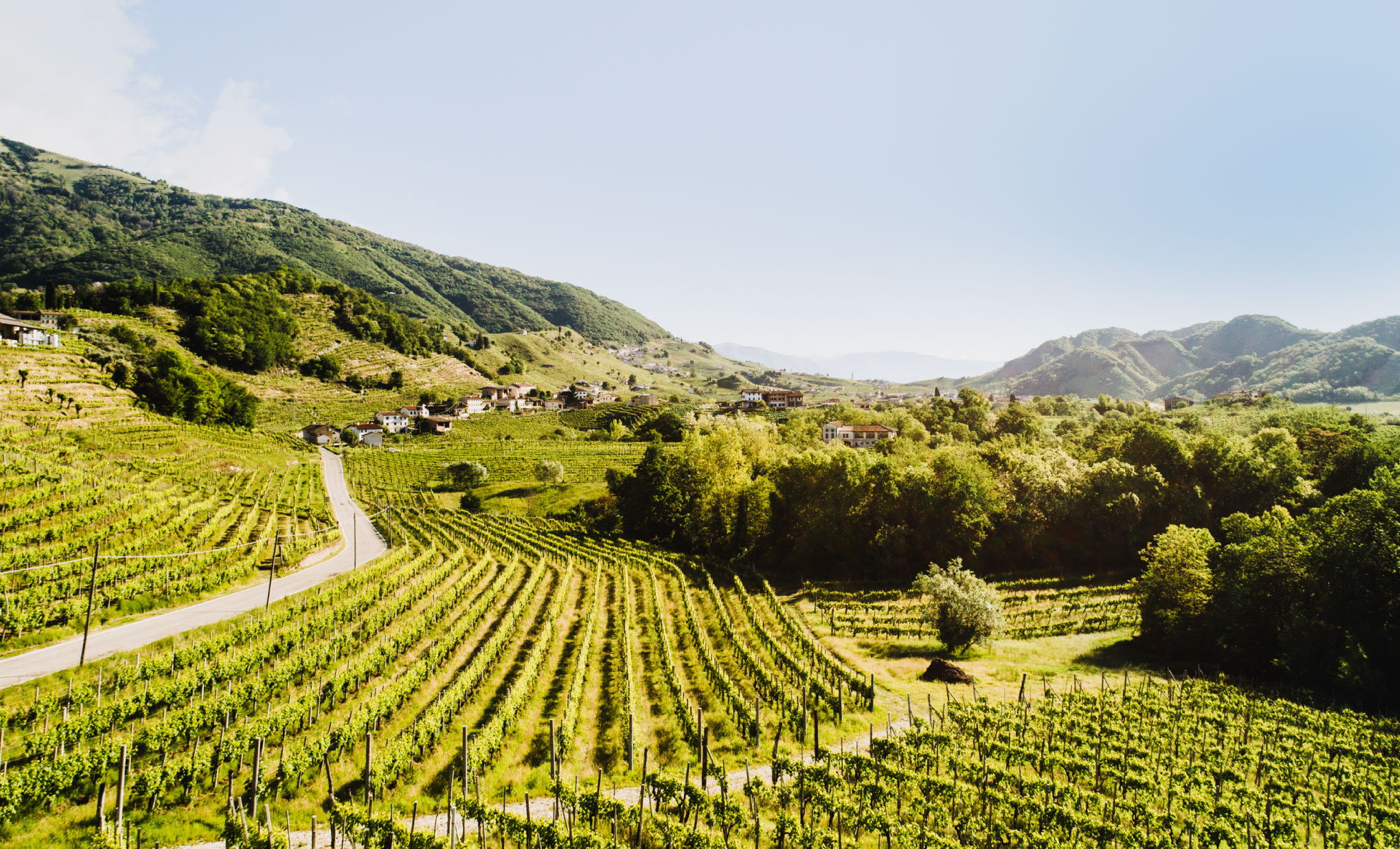Vigneti – Riva dei Frati
