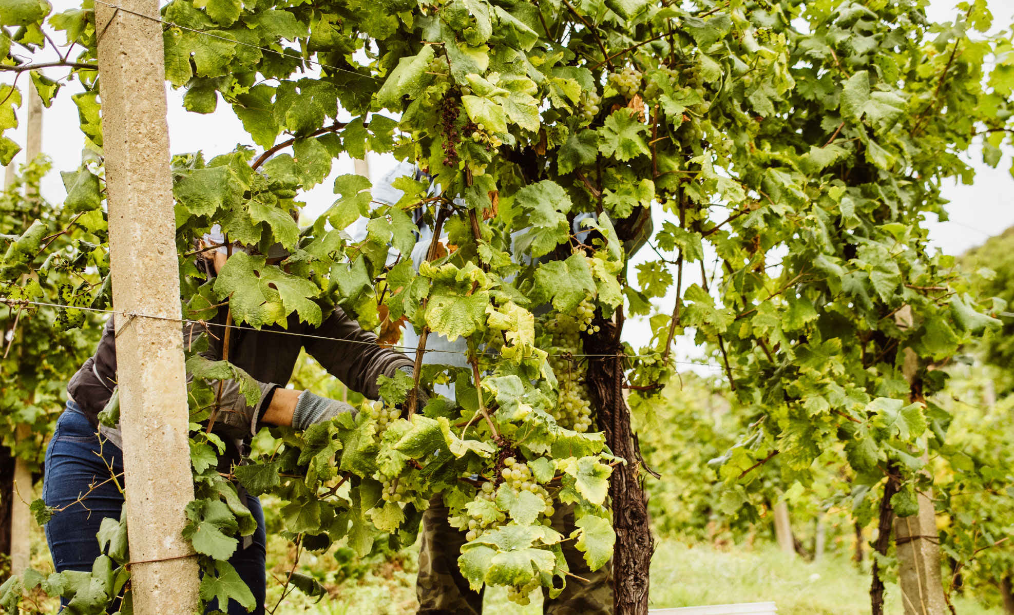 Vigneti – Riva dei Frati